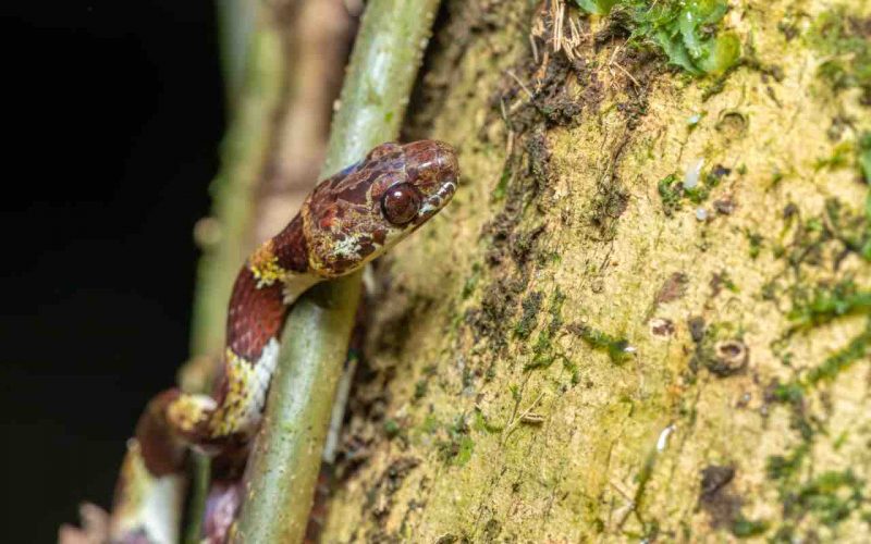Scoperta una nuova specie di serpente: è incredibile cosa fa per difendersi dai predatori - The ...
