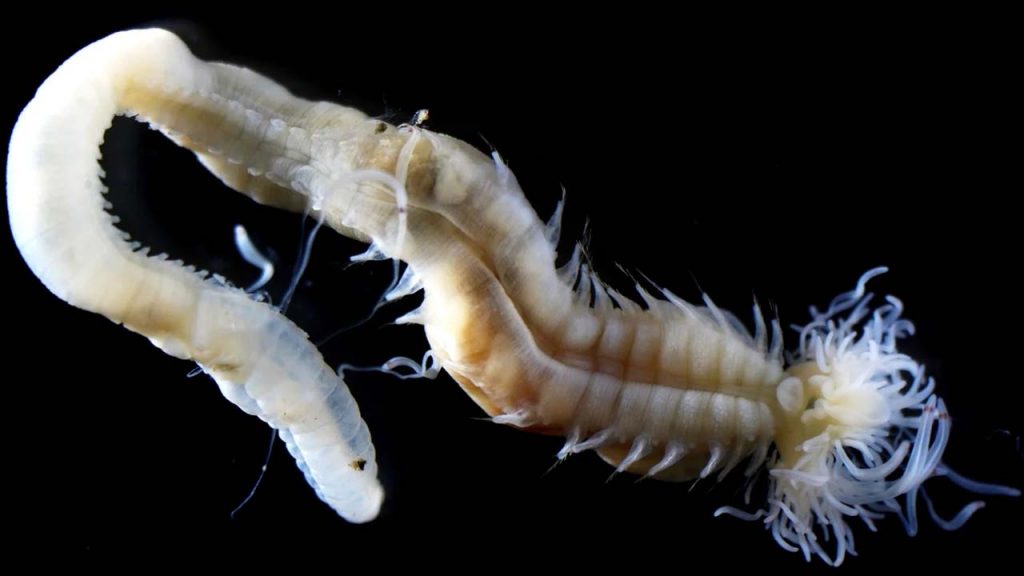 Nuove specie, scoperta spaventosa nei mari del Giappone I Vermi ...