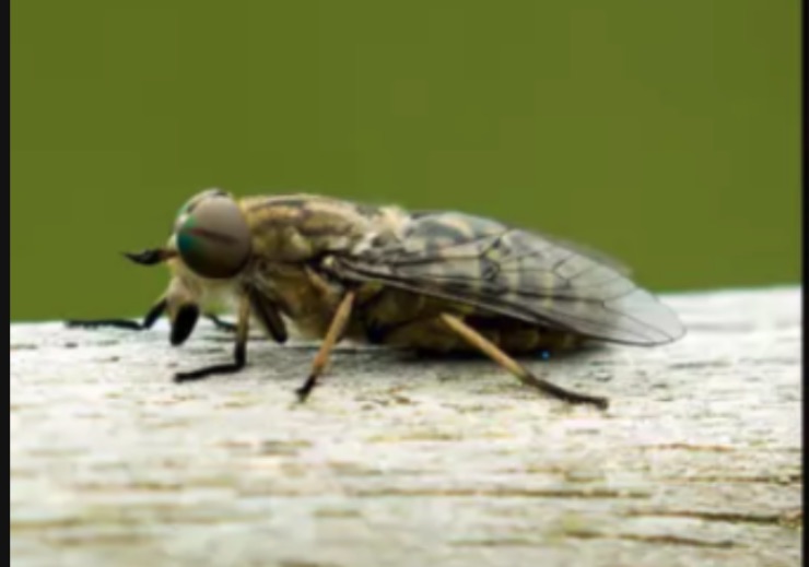 Invasione dei tafani "Dracula" spaventa gli italiani I Mordono dai ...