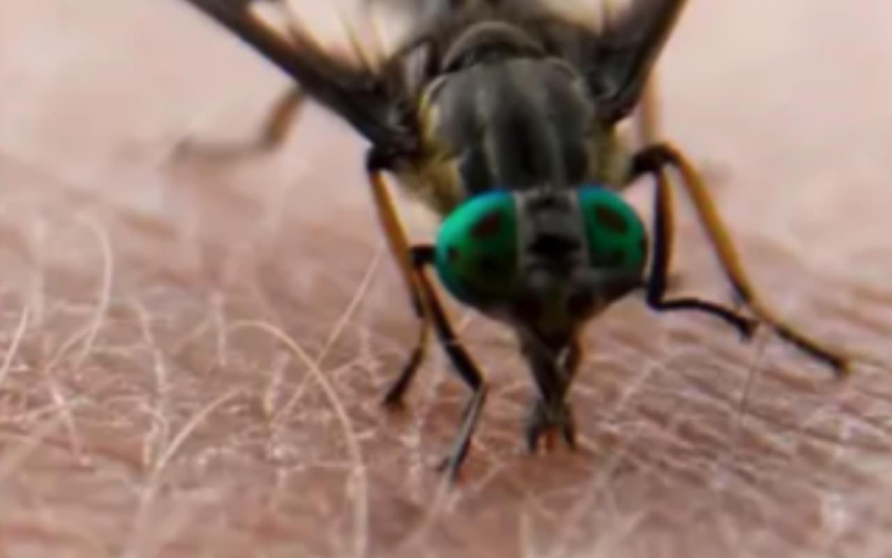 Invasione dei tafani "Dracula" spaventa gli italiani I Mordono dai ...